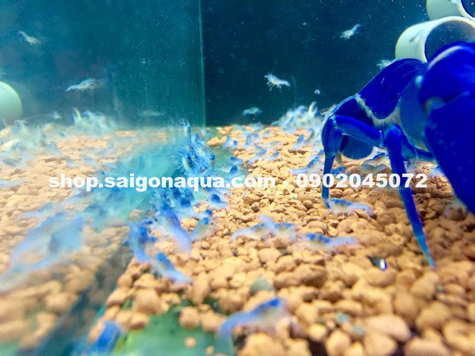 Tôm cảnh destructor - Cherax destructor baby - Cửa hàng Thủy sinh ...