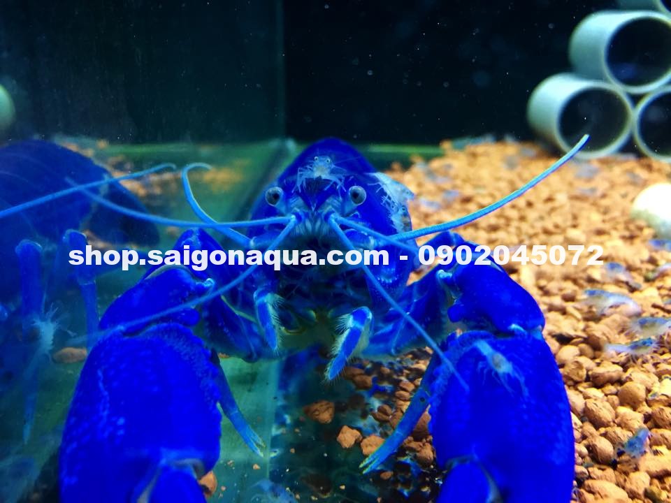 Tôm cảnh destructor - Cherax destructor baby - Cửa hàng Thủy sinh ...