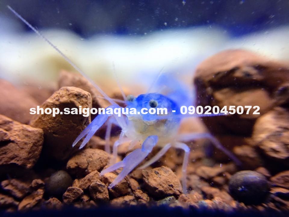Tôm cảnh destructor - Cherax destructor baby - Cửa hàng Thủy sinh ...